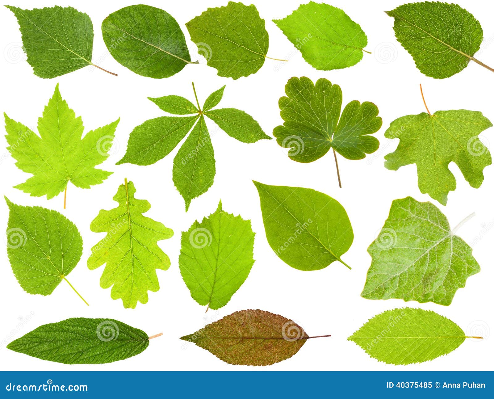 Set of Green Leaves stock image. Image of green, flora - 40375485