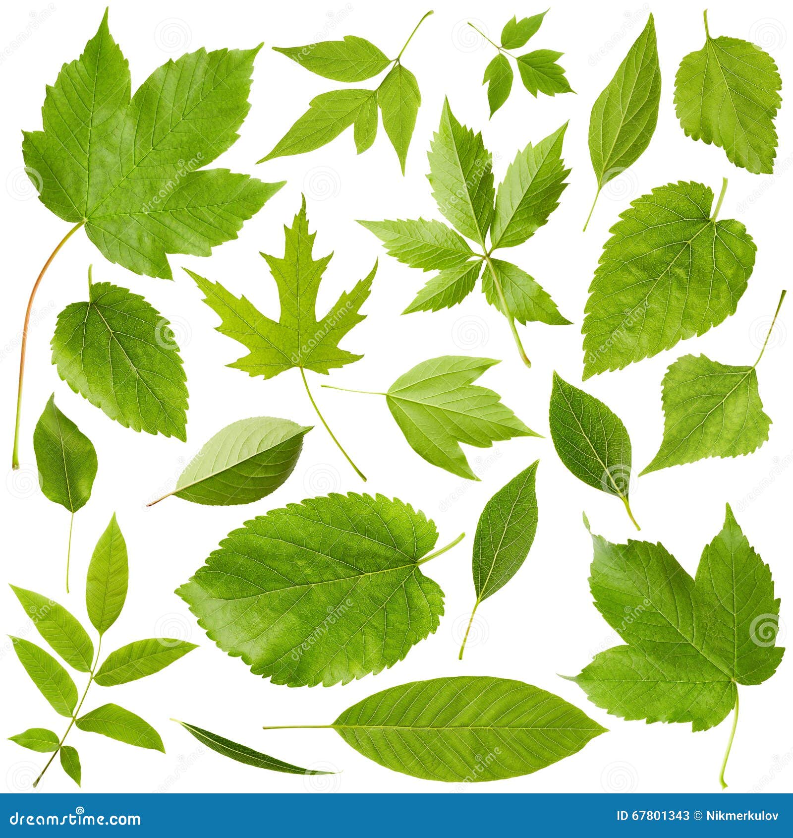 Set of Green leaves stock image. Image of ecology, isolated - 67801343
