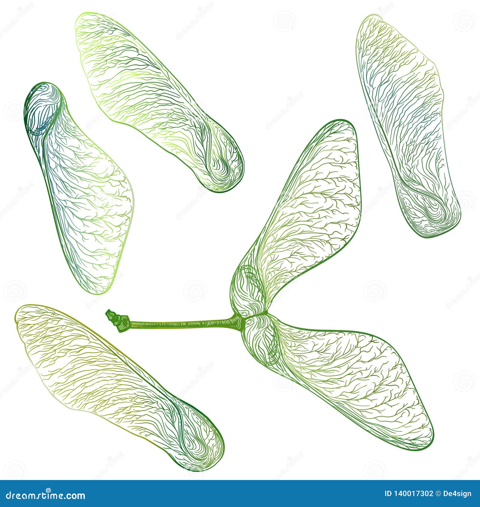Set Green Maple Seeds Isolated on White Vector Illustration Stock ...