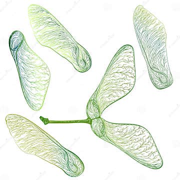 Set Green Maple Seeds Isolated on White Vector Illustration Stock ...