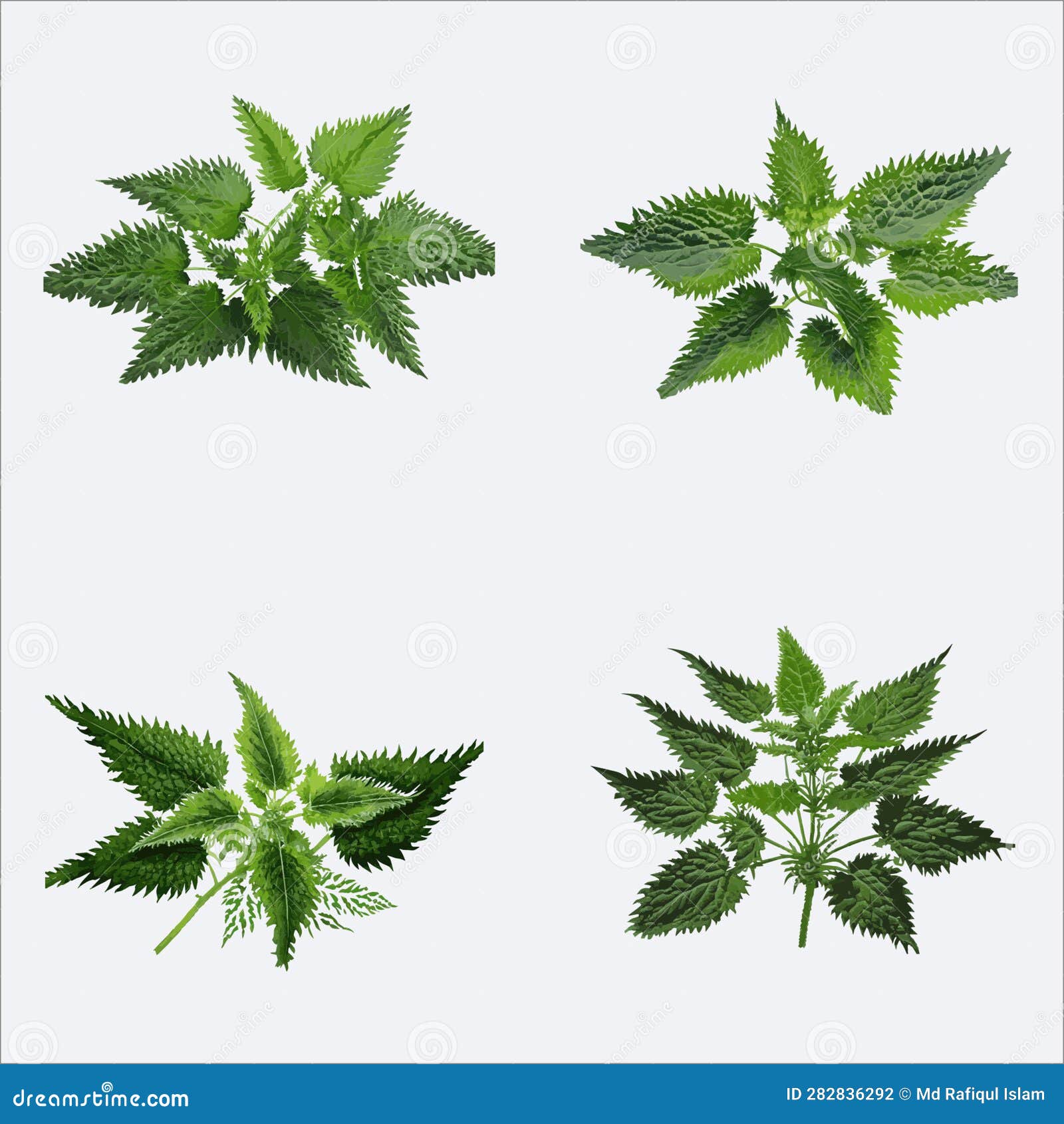 Set of Green Nettle Isolated on White Background. Vector Illustration ...