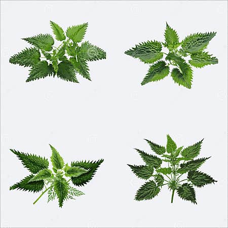 Set of Green Nettle Isolated on White Background. Vector Illustration ...