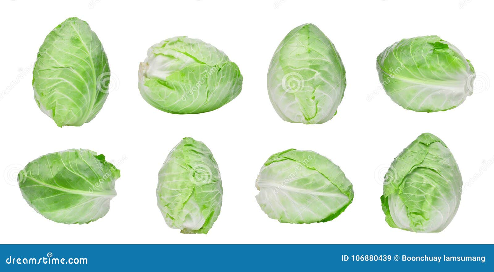 Set of Green Pointed Cabbage Isolated on White Stock Image - Image of ...
