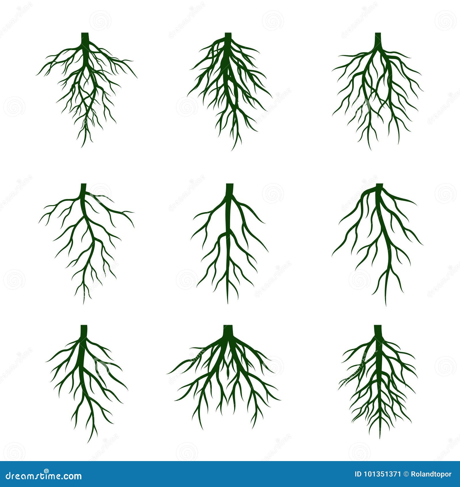 Set of Green Roots. Vector Illustration. Stock Illustration ...