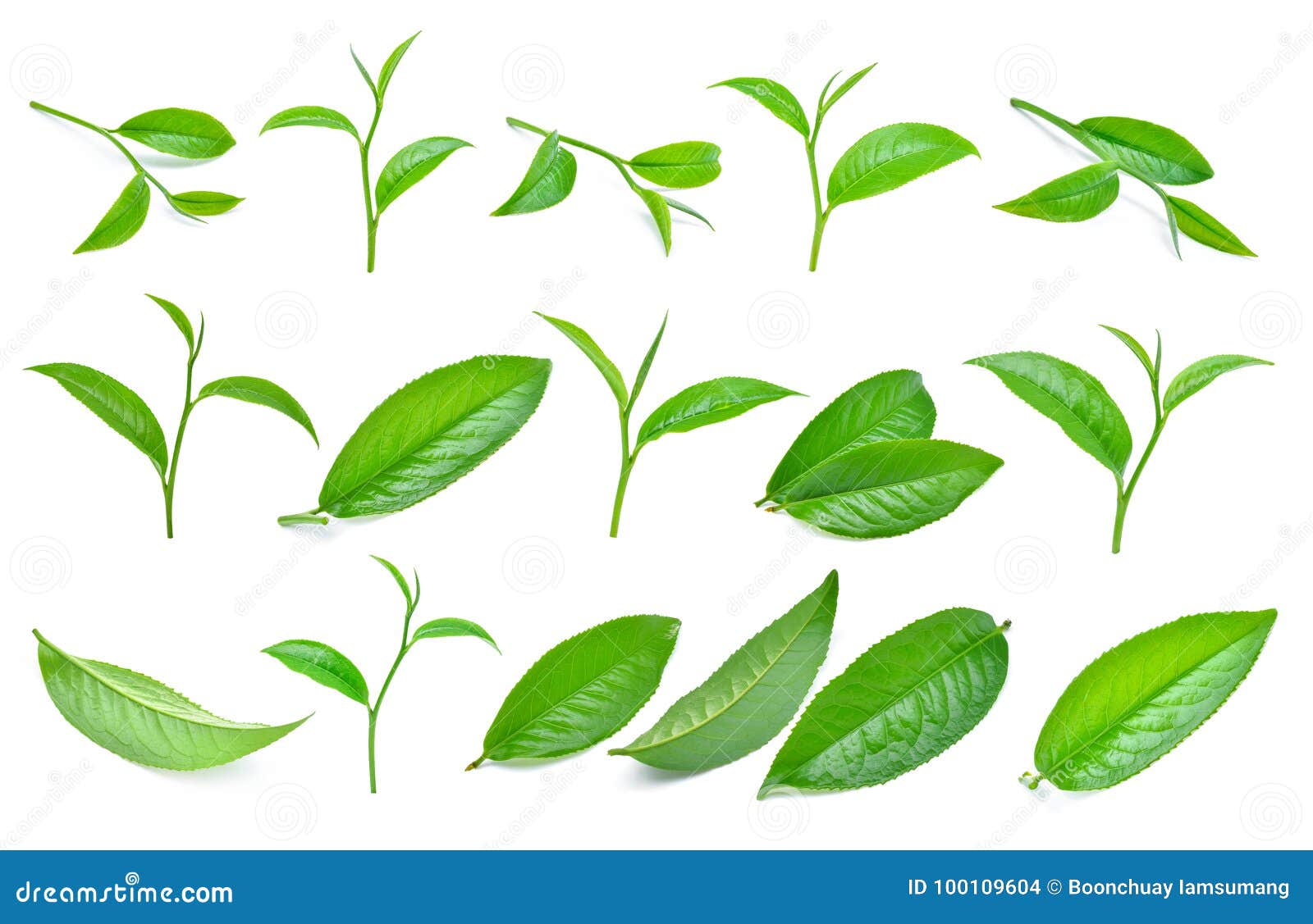 Set of Green Tea Leaf Isolated on White Stock Photo - Image of beauty ...