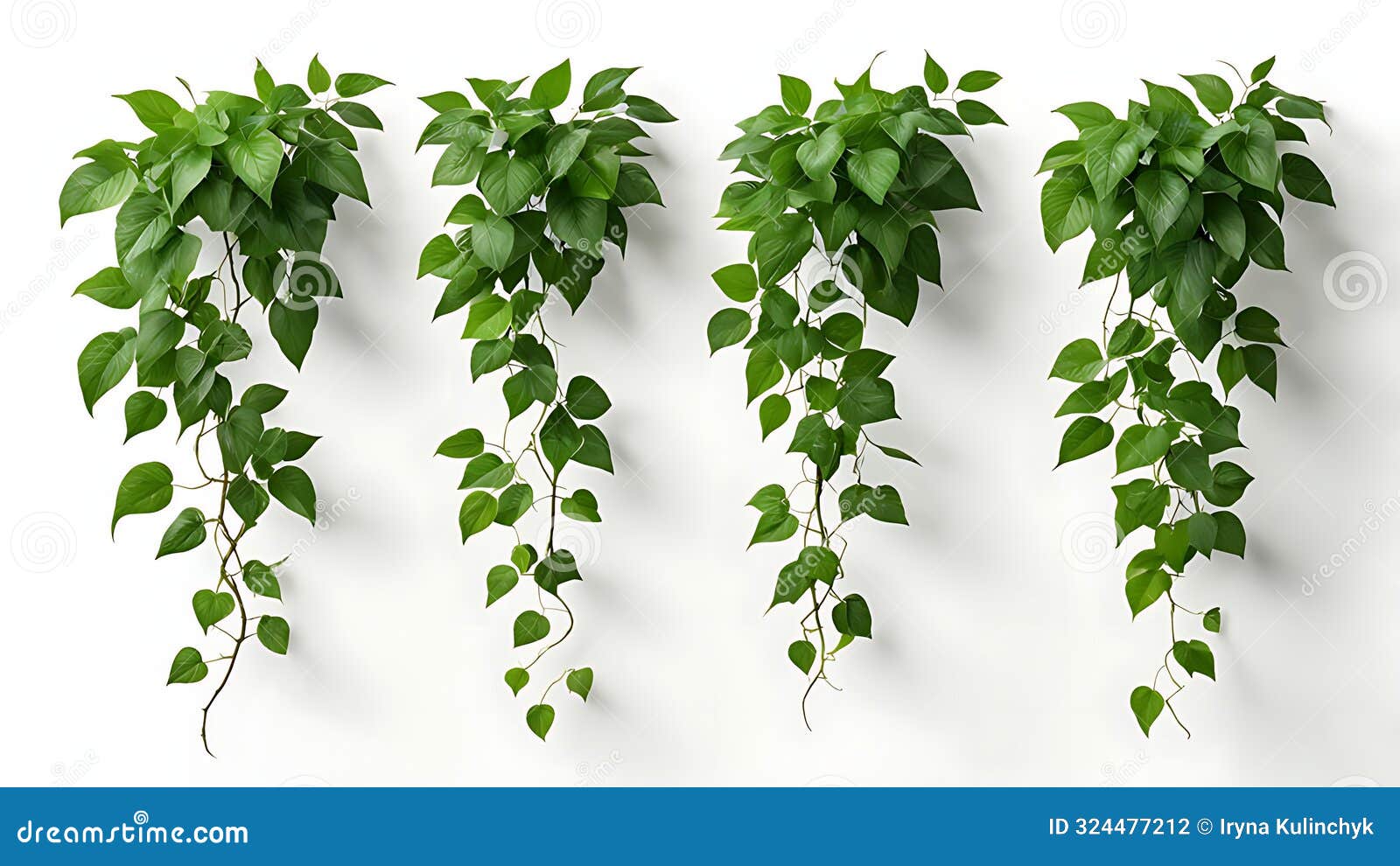 A Set of Green Trailing Plants Isolated on a White Background. Perfect ...