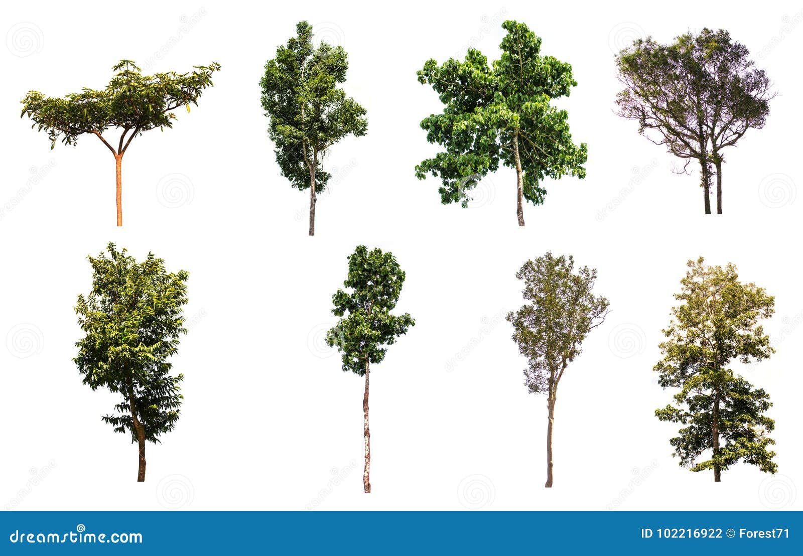 Trees Isolated on White Background Stock Photo - Image of forest ...