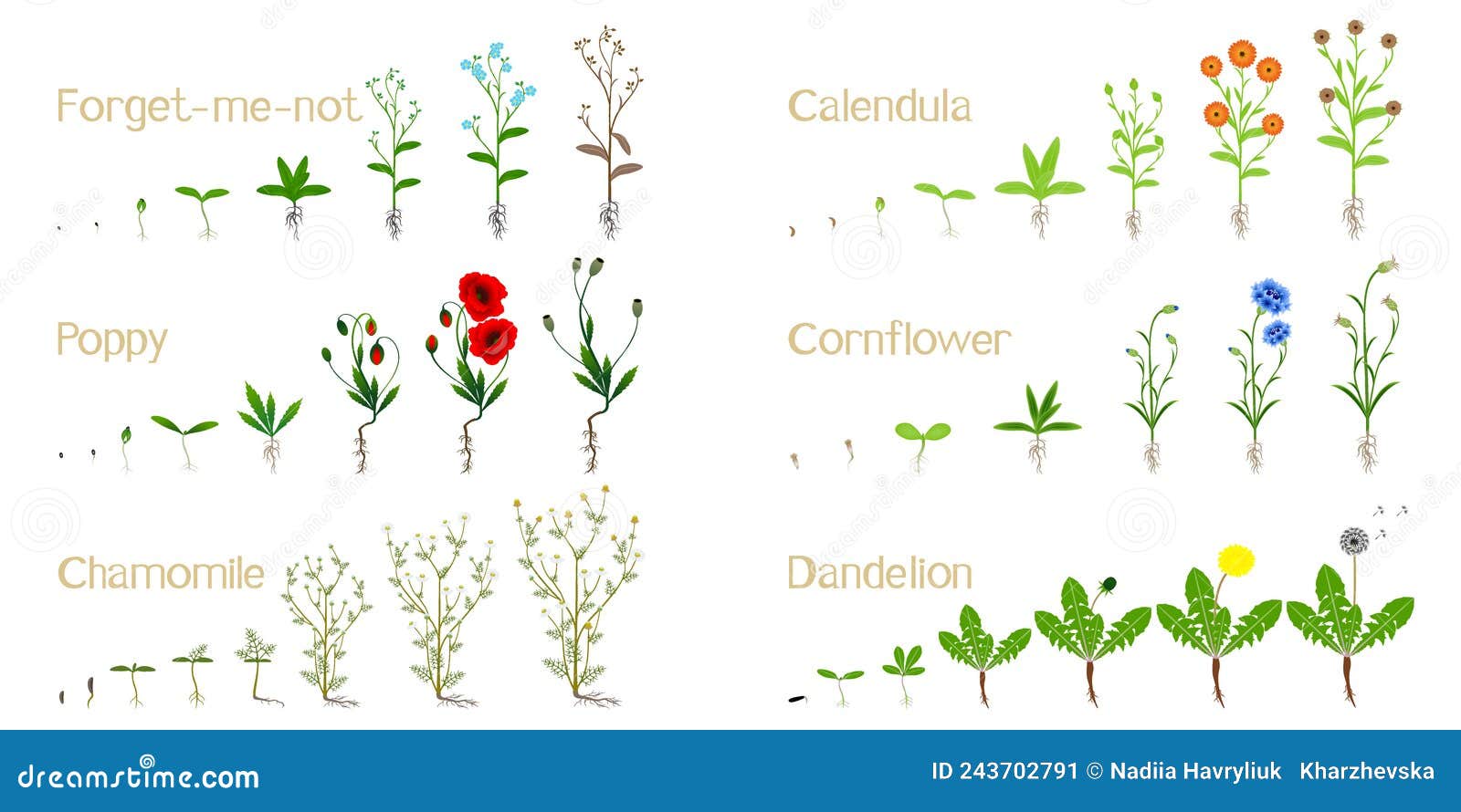 Set Of Growth Cycles Of Spring Flowers On A White Background. Cartoon ...