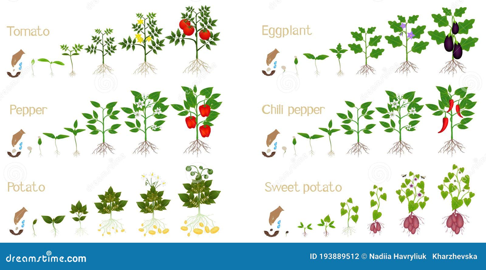 Set of Growth Cycles of Vegetable Crops on a White Background. Stock ...