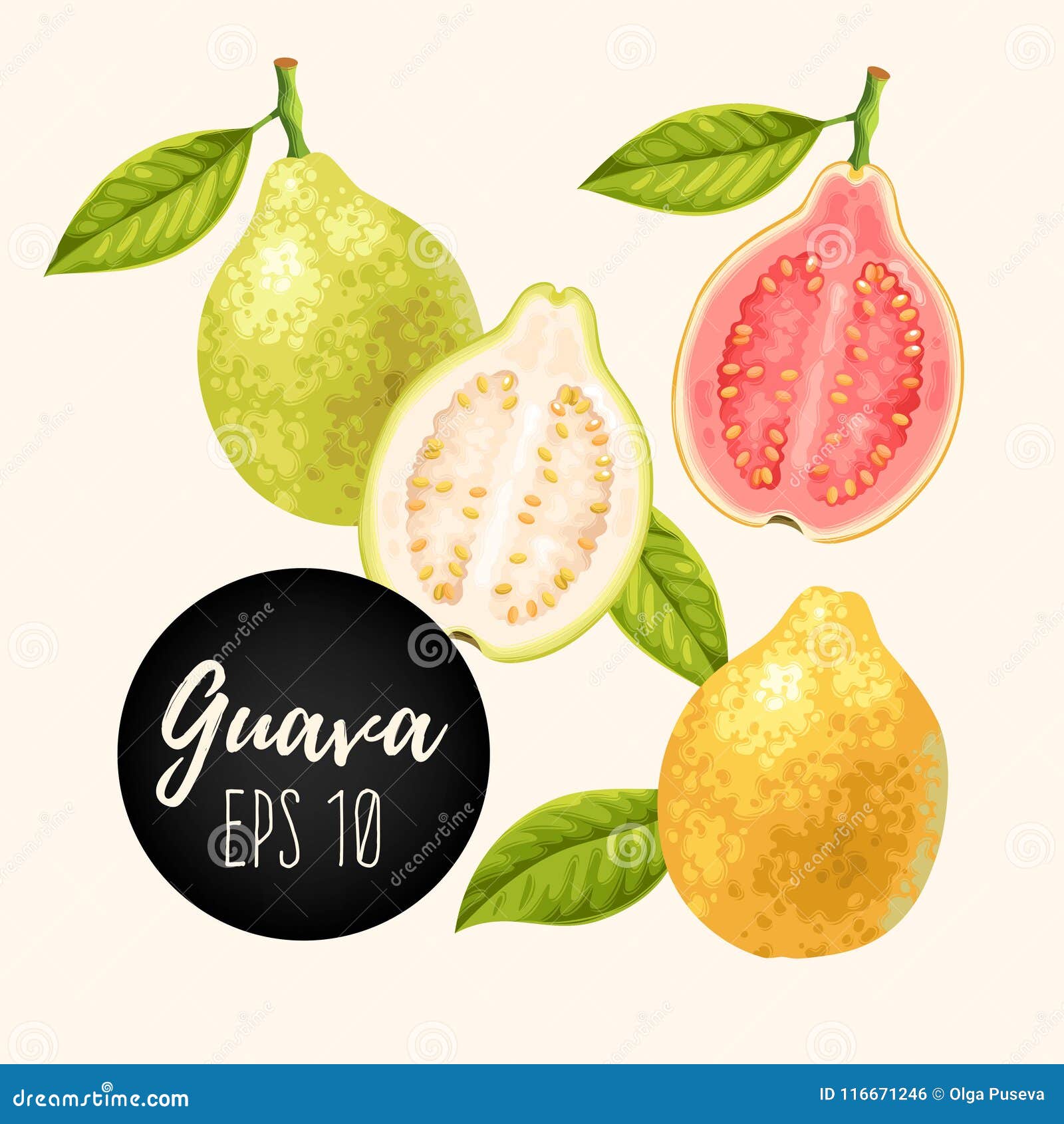 Set of guava fruits stock vector. Illustration of vector - 116671246
