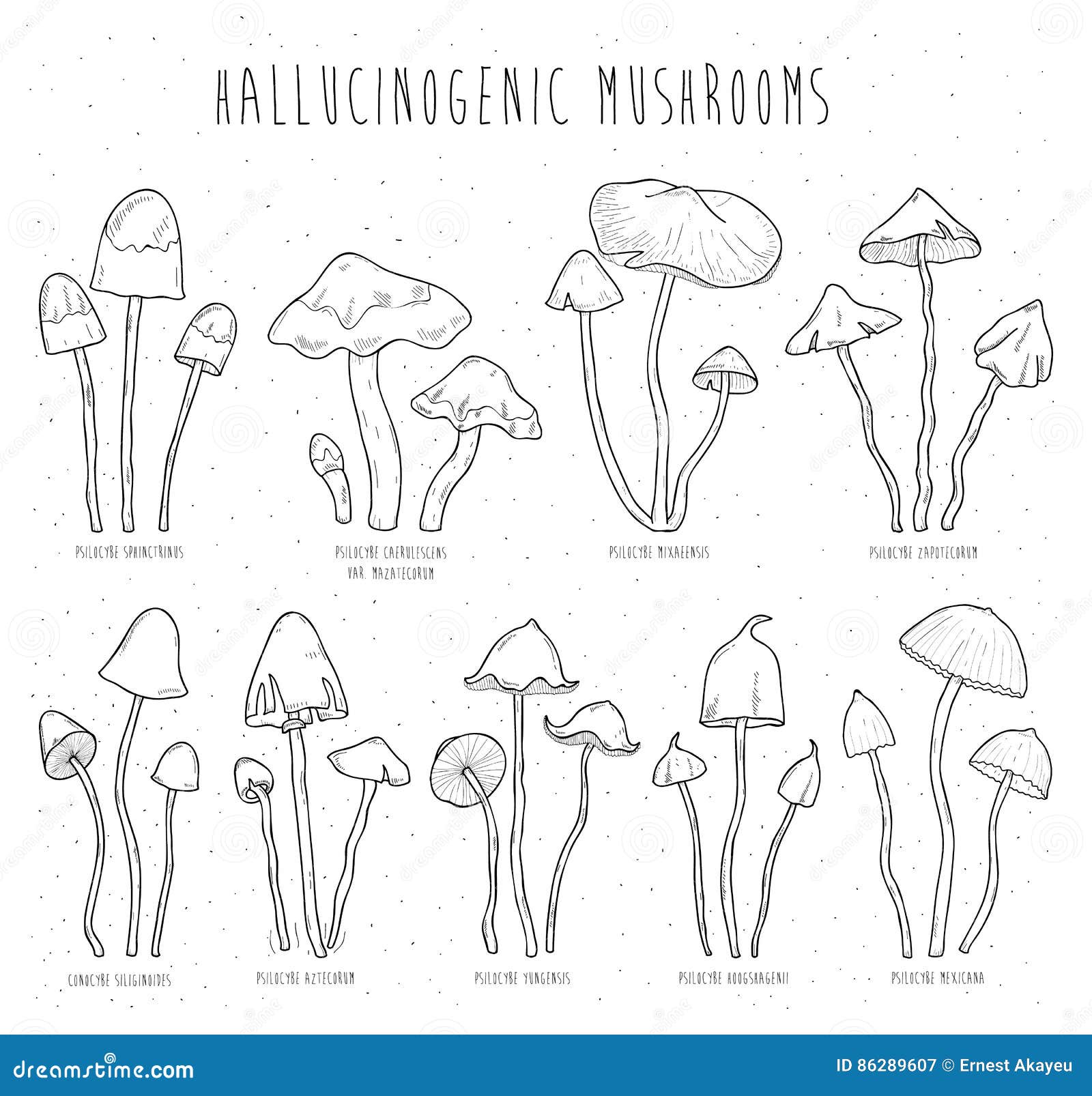 Set Hallucinogenic Mushrooms. Stock Vector - Illustration of realistic ...