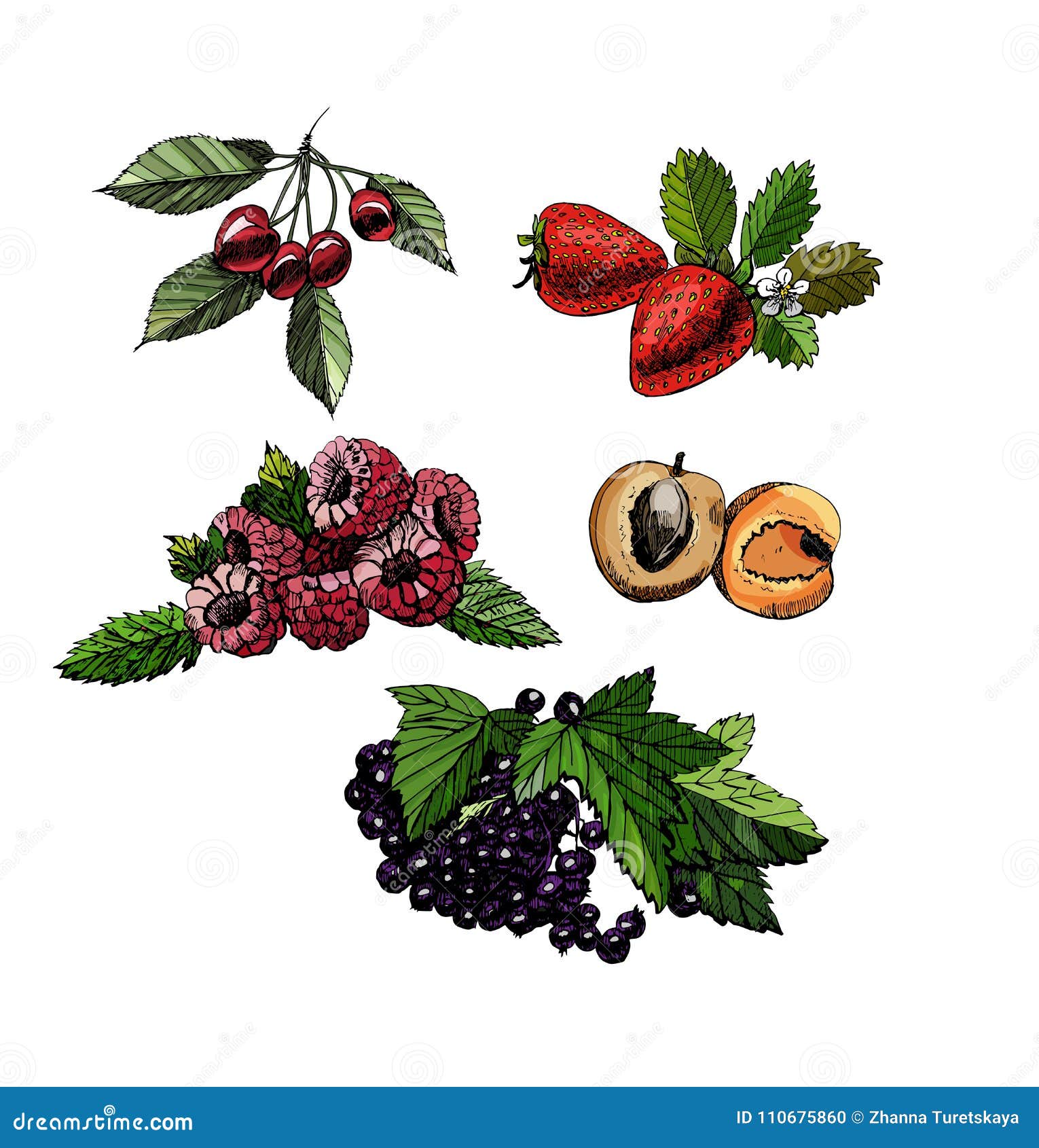 Set Hand Draw Colored Sketch with Berries and Leaves on White ...