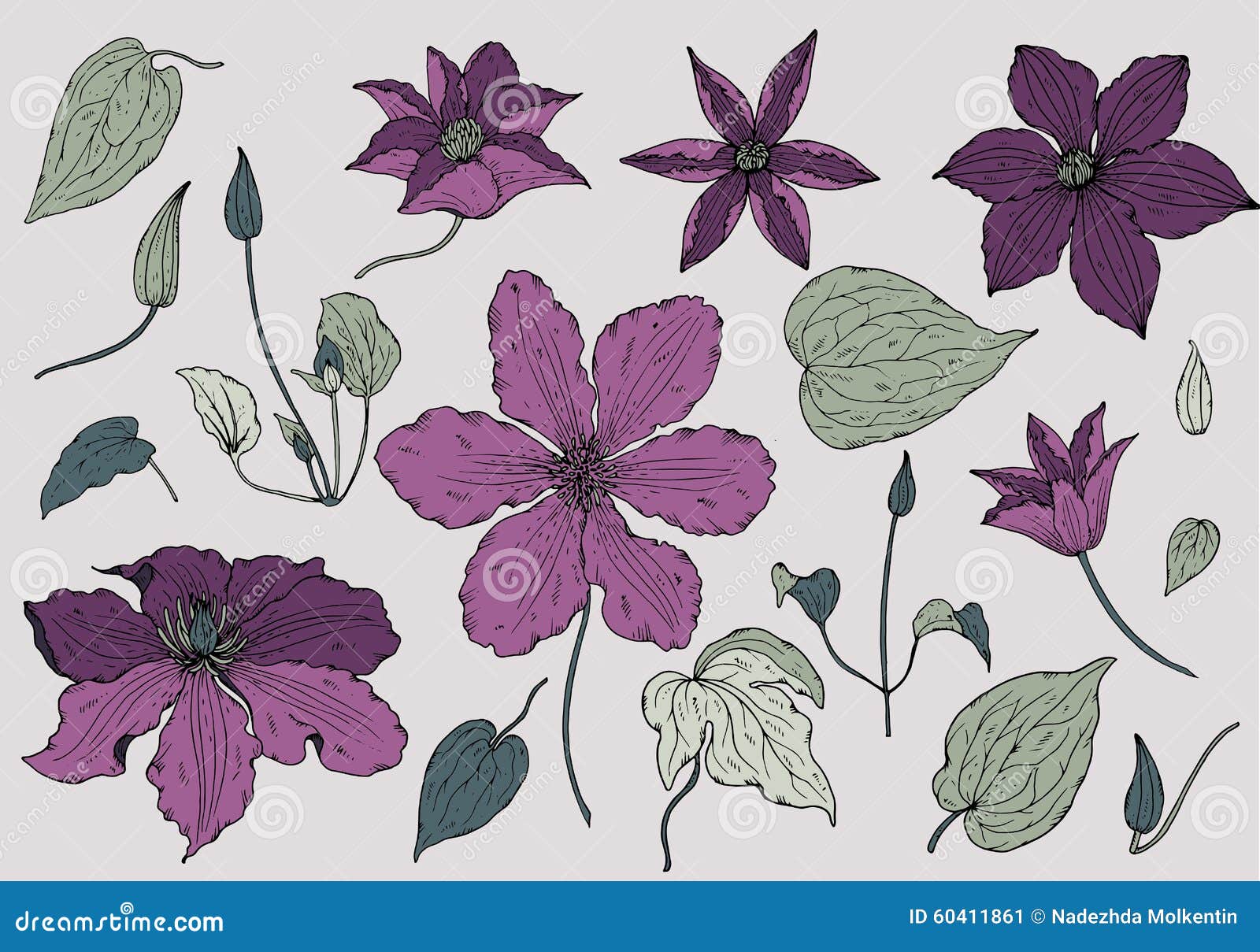 Beautiful Clematis Flowers On Climbing Twigs Against Ultramarine ...