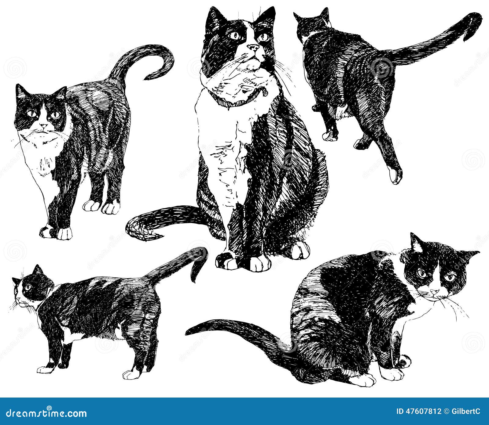 Set of hand drawn cats. stock vector. Illustration of tail - 47607812