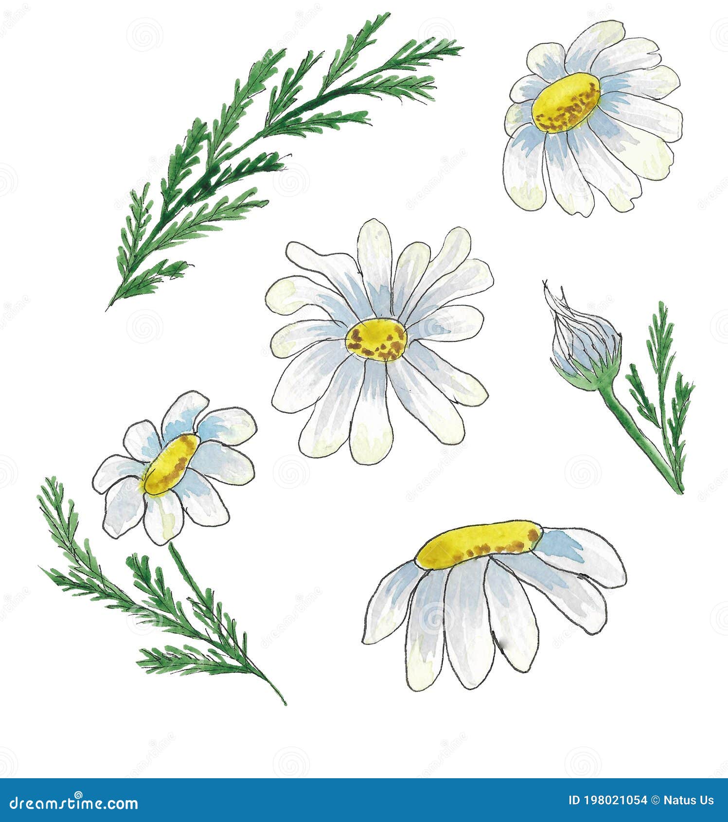 Set of Hand Drawn Chamomile. Stock Photo - Image of herbs, botany ...