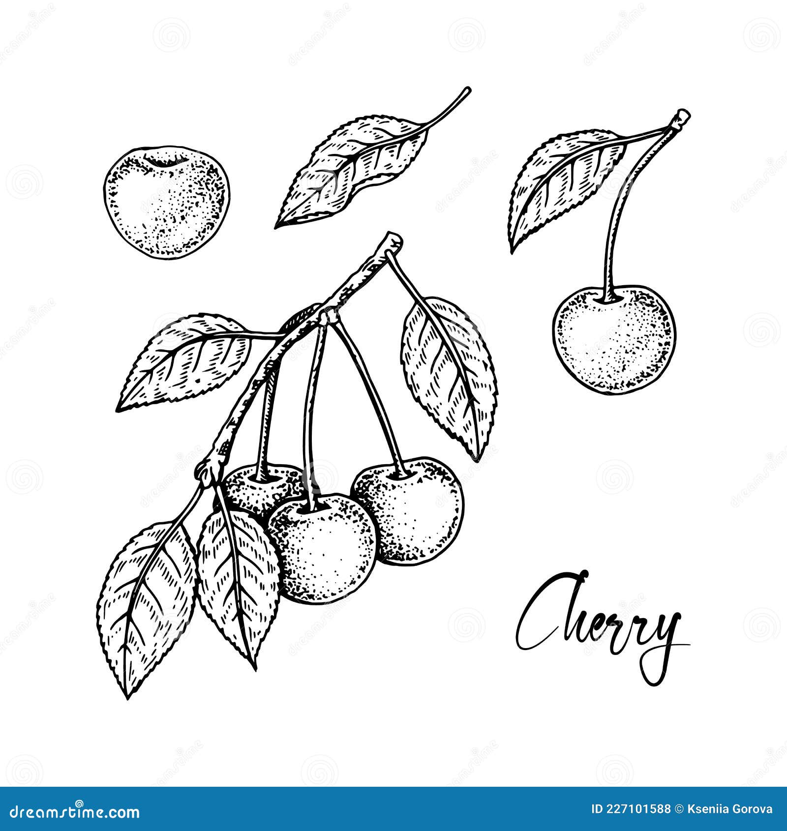 Set of Hand Drawn Cherry Design Elements Isolated on White Background ...