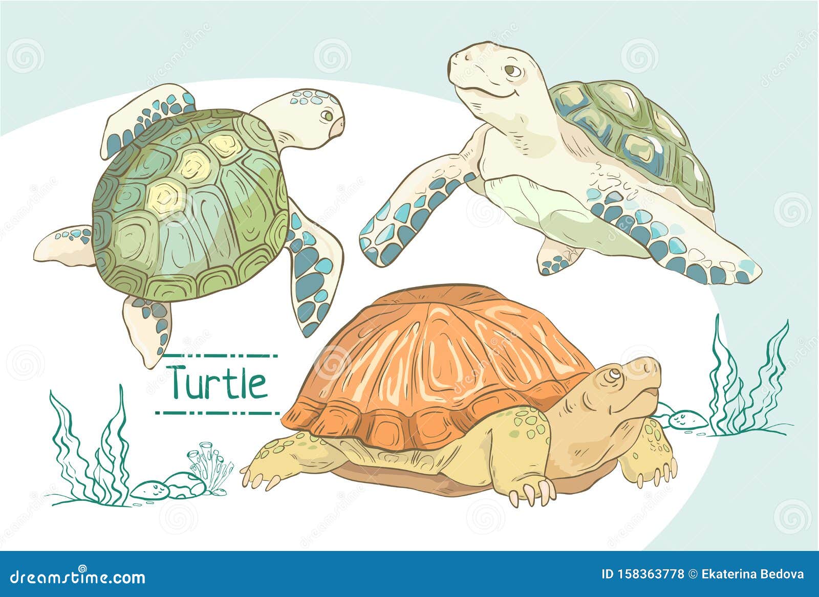 Set of Hand Drawn Colorful Vector Turtles. Stock Vector - Illustration ... Set of Hand Drawn Colorful Vector Turtles. Stock Vector - Illustration ...