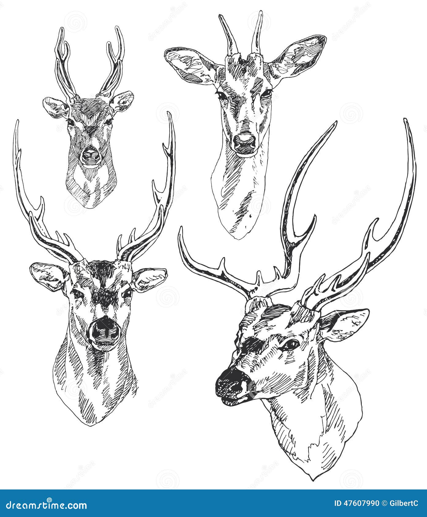 Set of Hand Drawn Deer Heads. Stock Vector - Illustration of hunt, hand ...