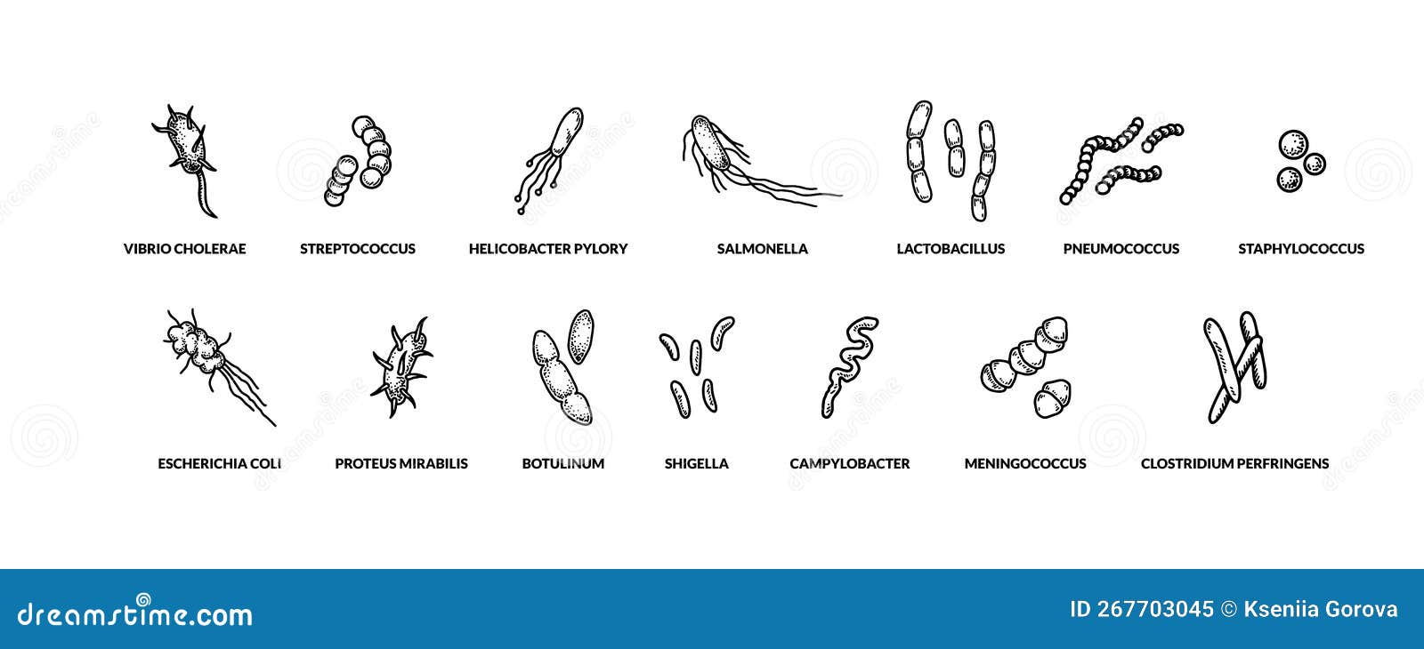 Set of Hand Drawn Different Types of Bactreias. Vector Illustration in ... Set of Hand Drawn Different Types of Bactreias. Vector Illustration in ...