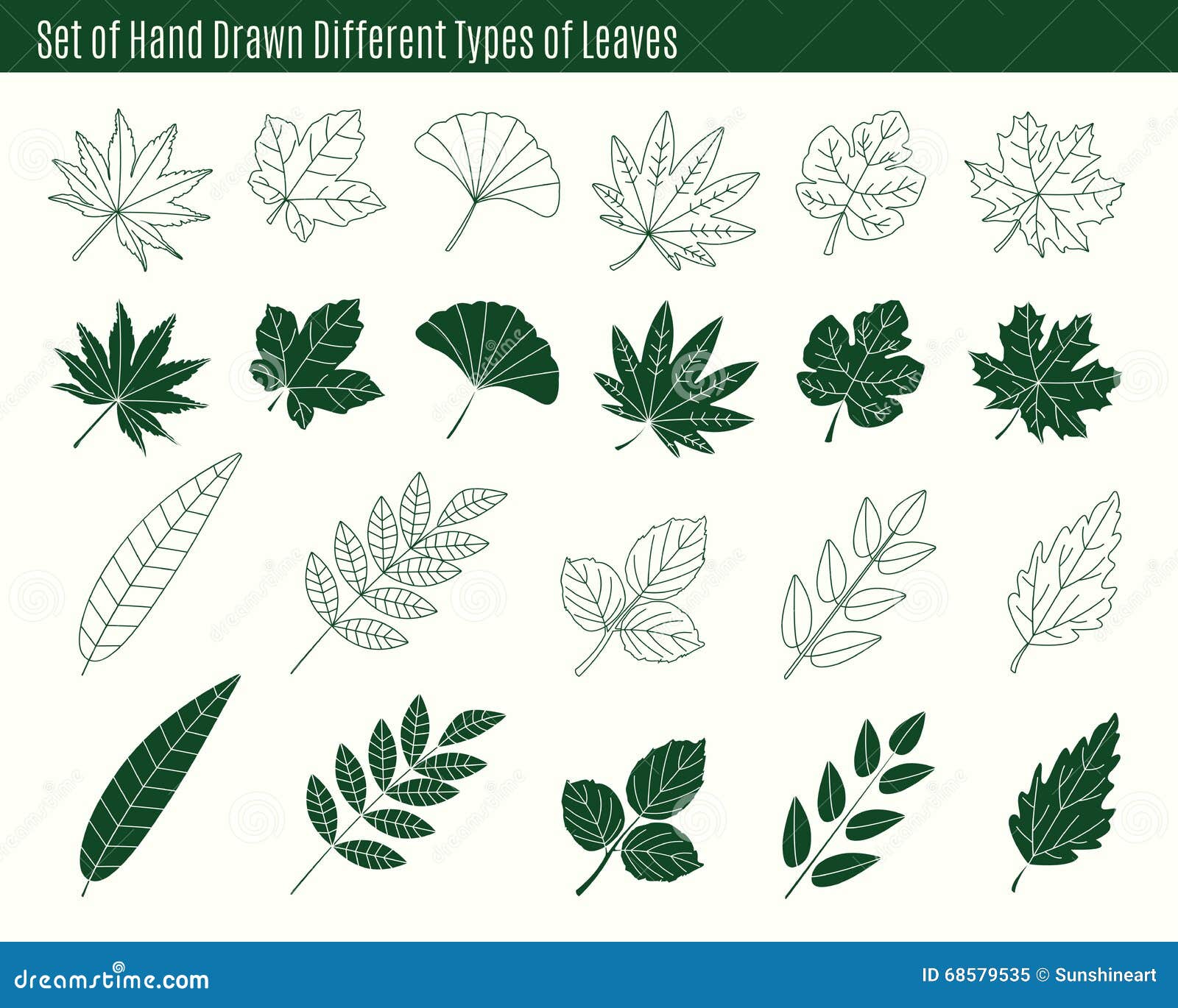 Set of Hand Drawn Different Types of Leaves. Stock Vector ...