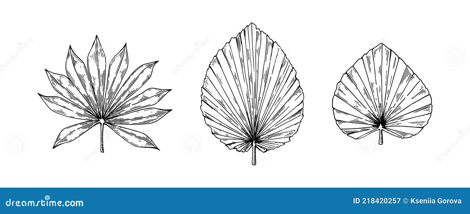 Set of Hand Drawn Dried Palm Tree Leaves Isolated on White. Vector ... Set of Hand Drawn Dried Palm Tree Leaves Isolated on White. Vector ...