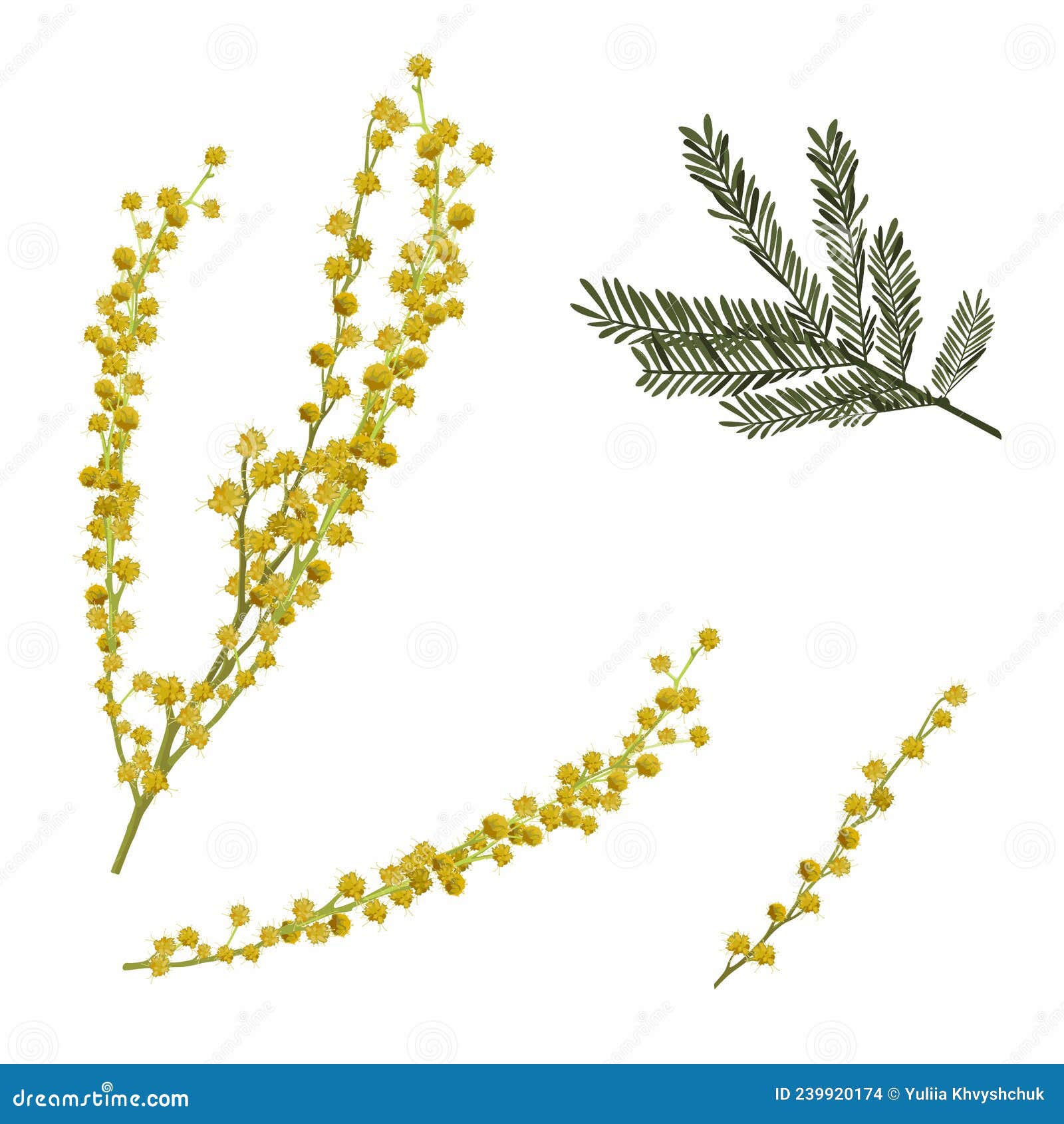 Set of Hand-drawn Elements, Branches of Mimosa. a Good Idea for Your ...