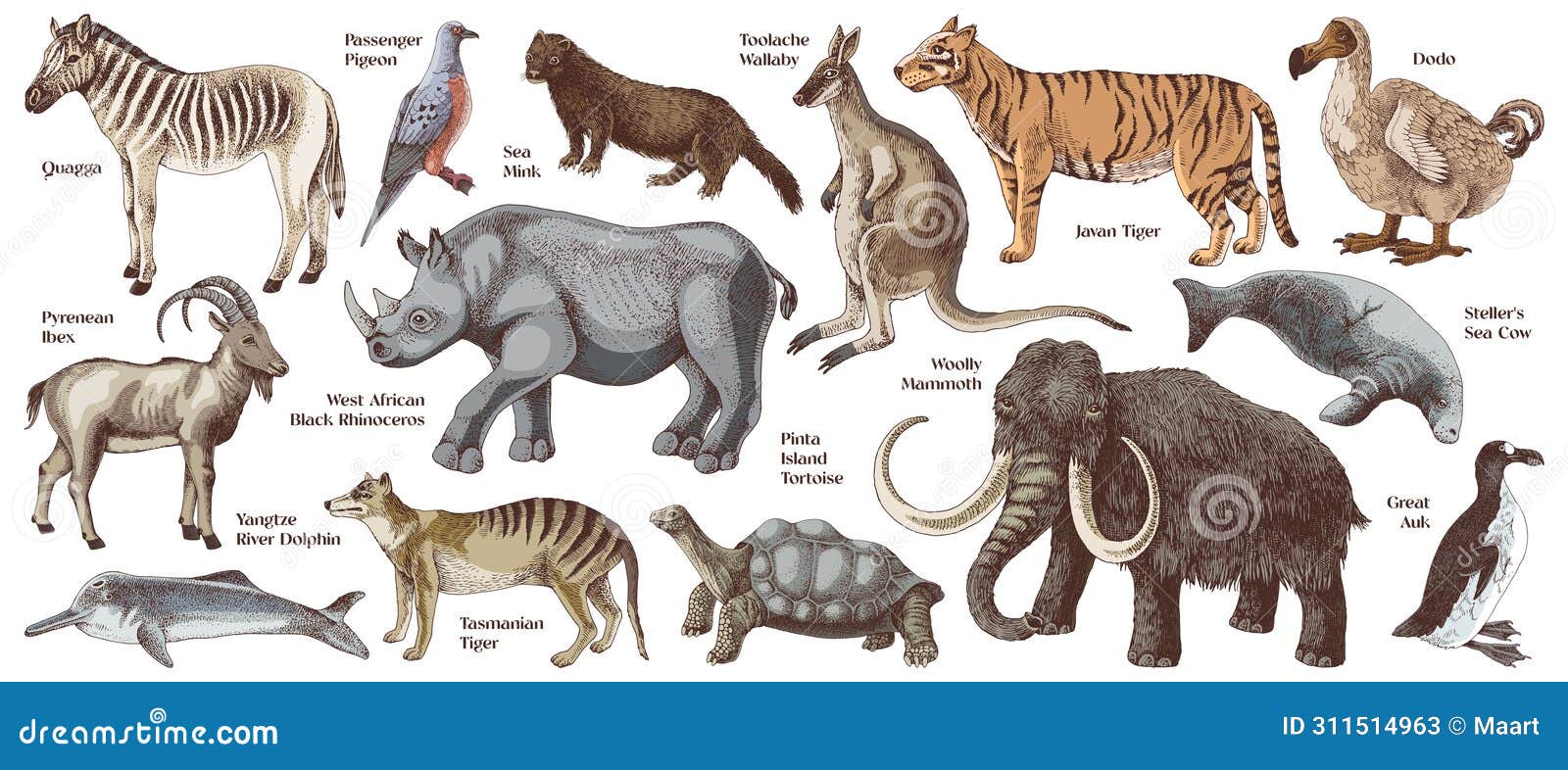 Set of Hand Drawn Extinct Animals Stock Vector - Illustration of dodo ...