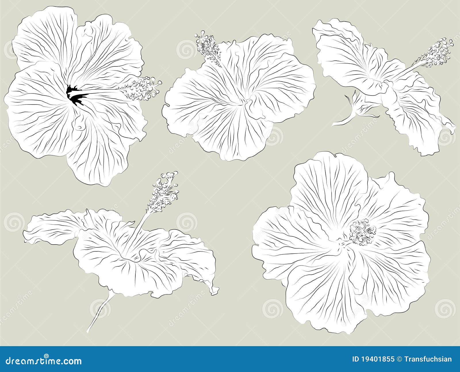 Set of Hand Drawn Hibiscus Flowers Stock Vector - Illustration of ...