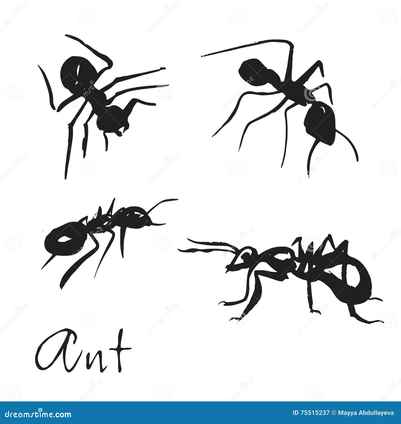 Set Hand Drawn Ink Brush Ants Stock Illustrations – 4 Set Hand Drawn ...
