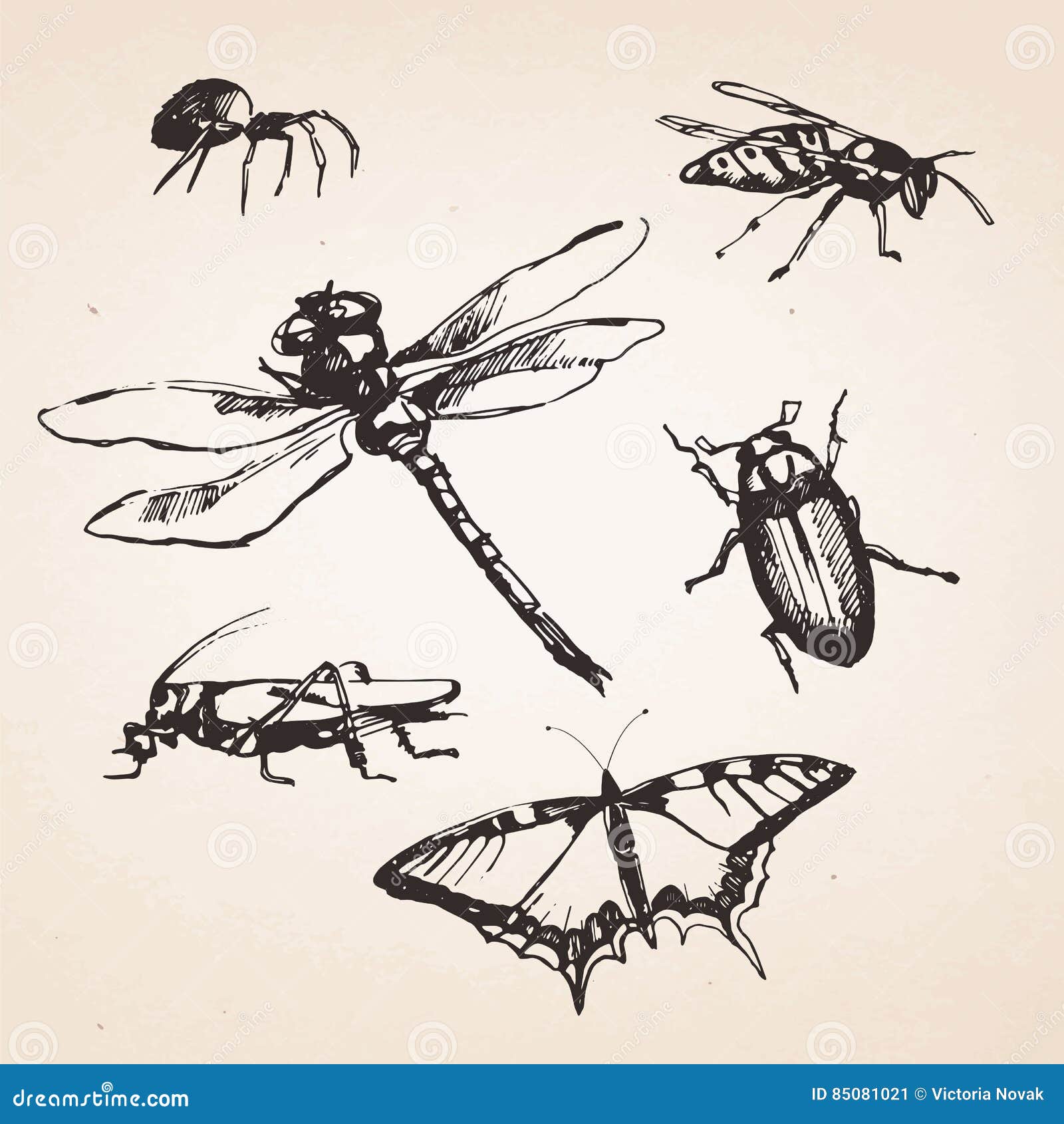 Set of hand-drawn insects. stock vector. Illustration of drive - 85081021