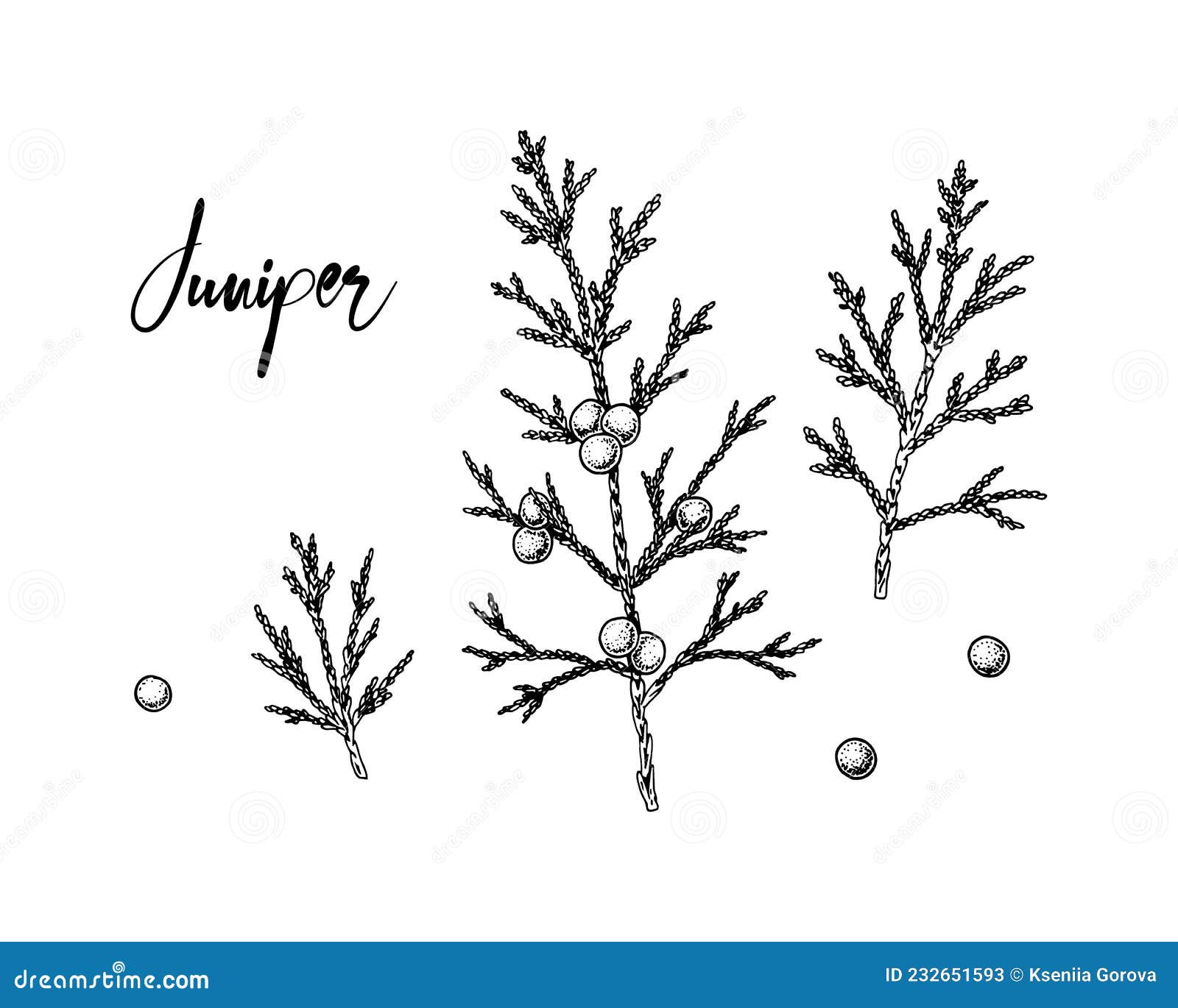 Set of Hand Drawn Juniper Branches with Berries Isolated on White ...