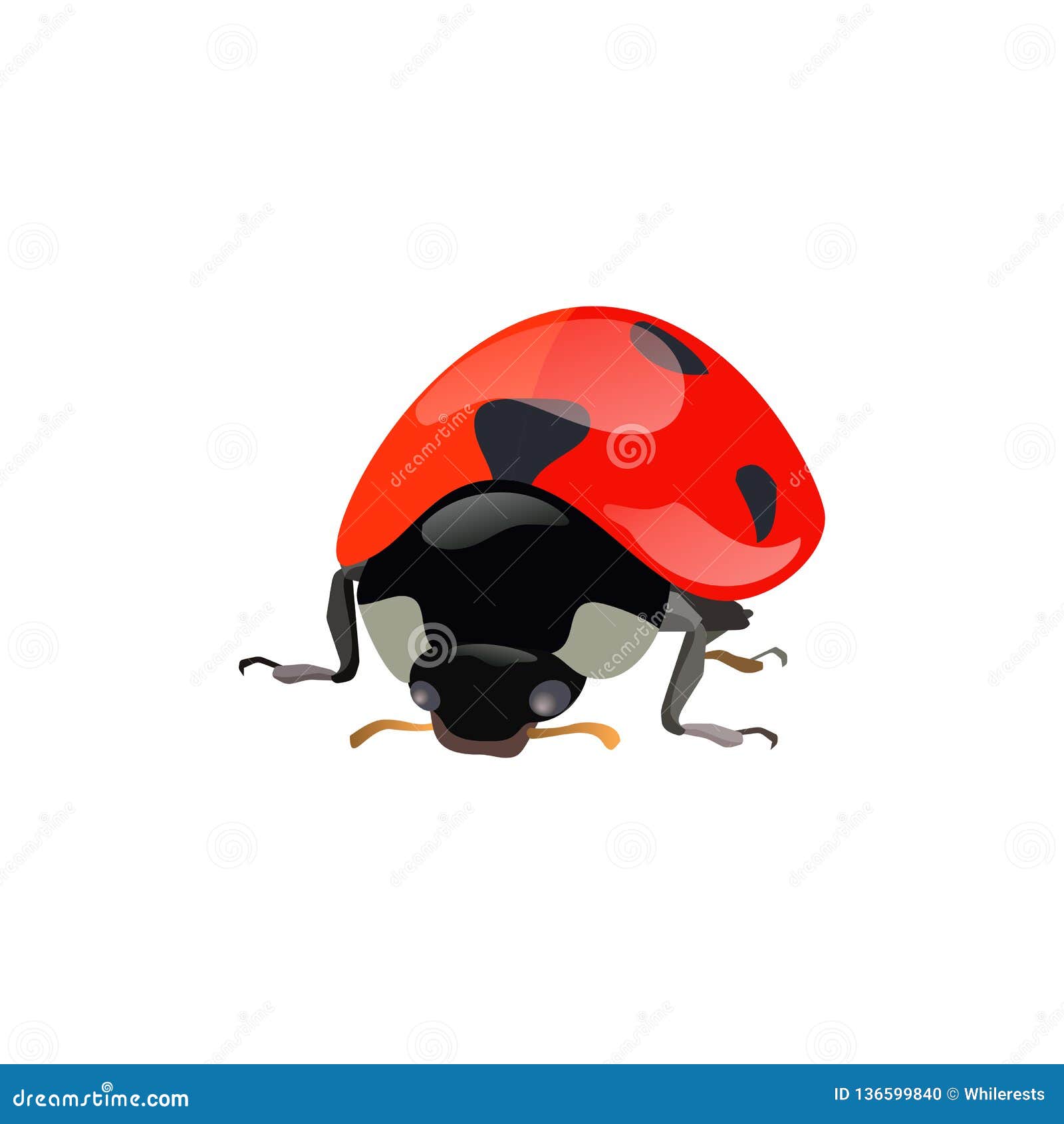 Set of Hand Drawn Ladybugs. Vector Ladybirds Collection Stock Vector ...