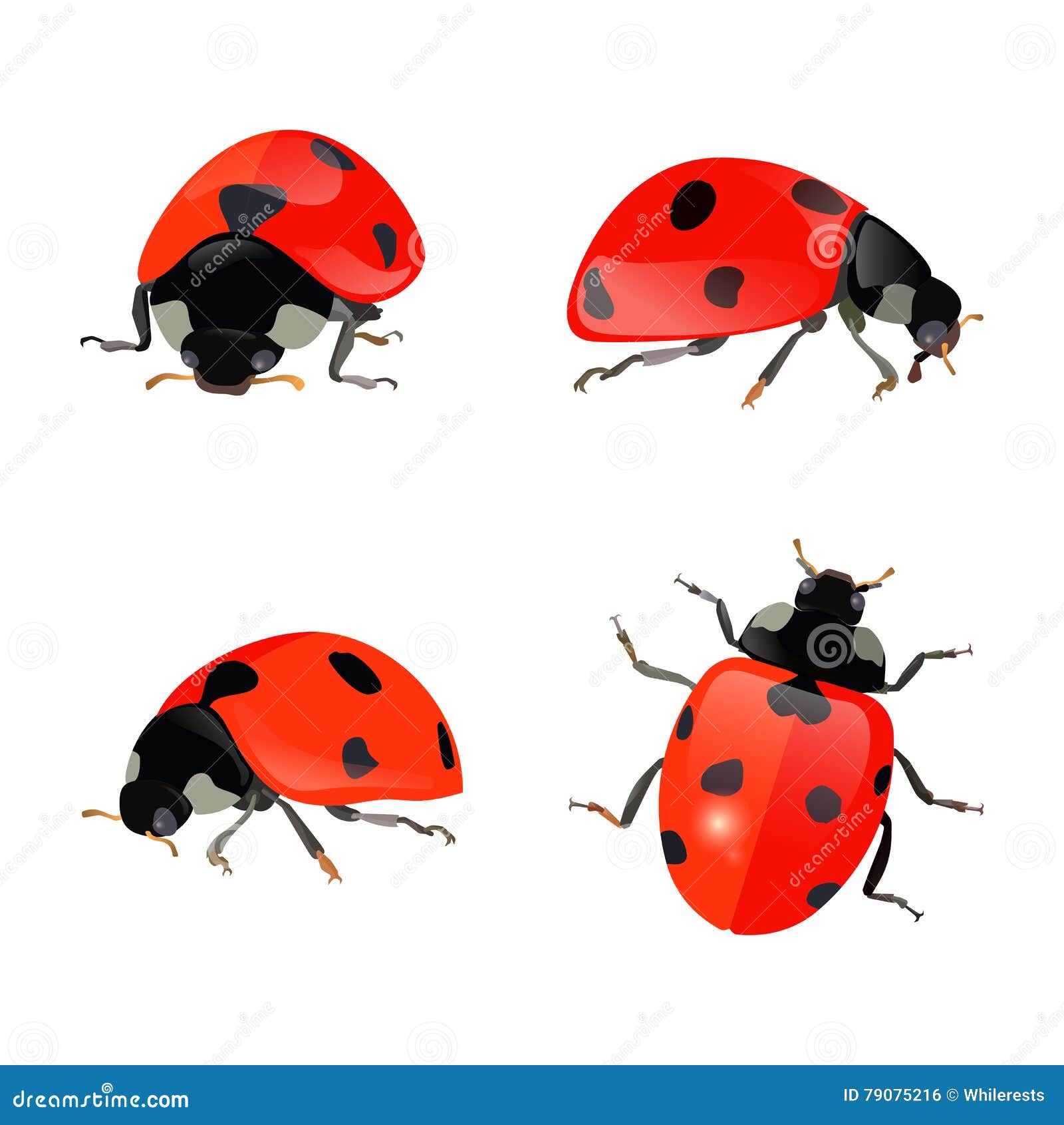 Set of Hand Drawn Ladybugs. Vector Ladybirds Collection Stock Vector ...