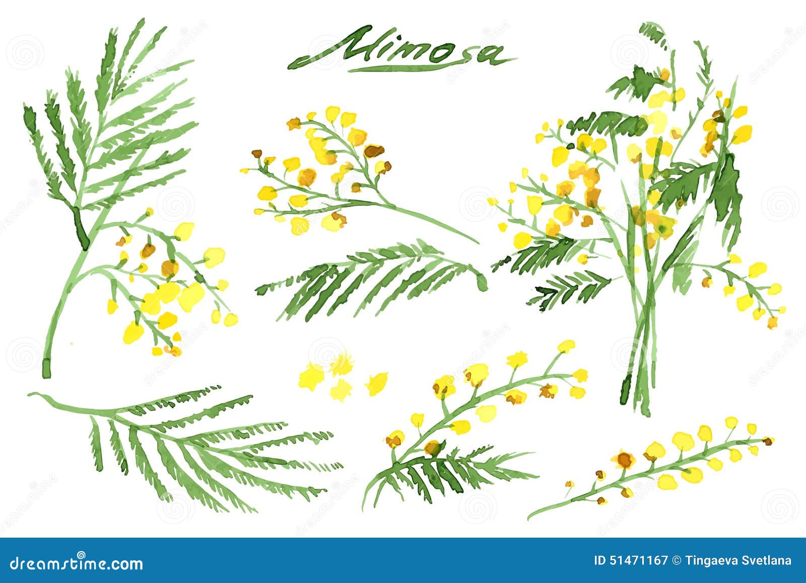 Set of Hand-Drawn Mimosa, Painted in Watercolor Stock Vector ...