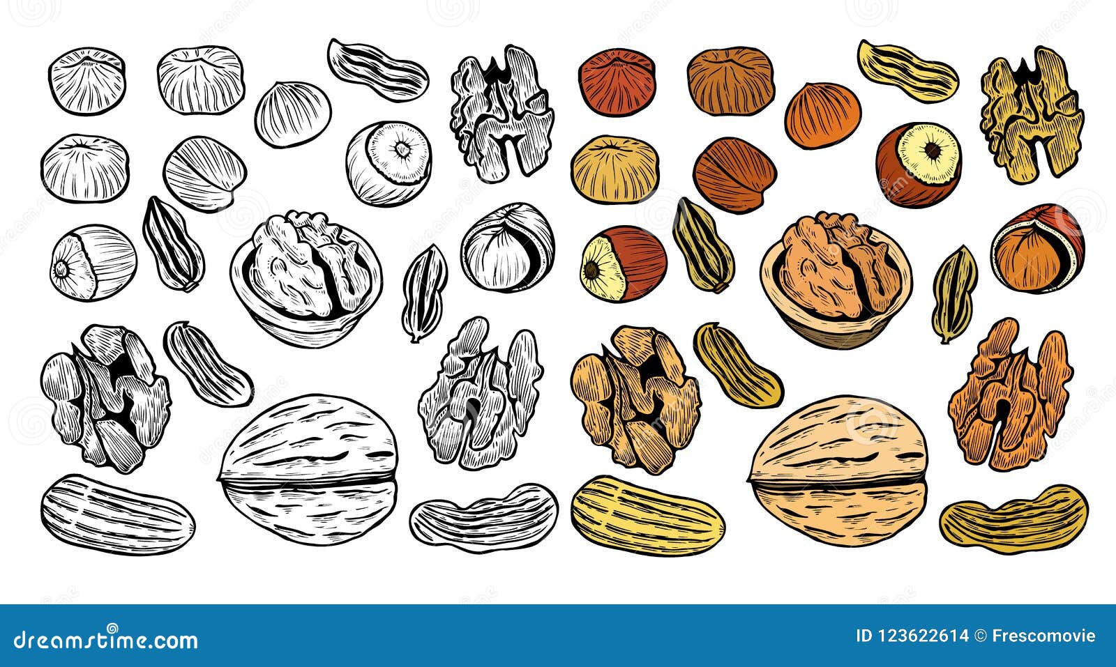 Set of hand drawn nuts stock vector. Illustration of healthy - 123622614
