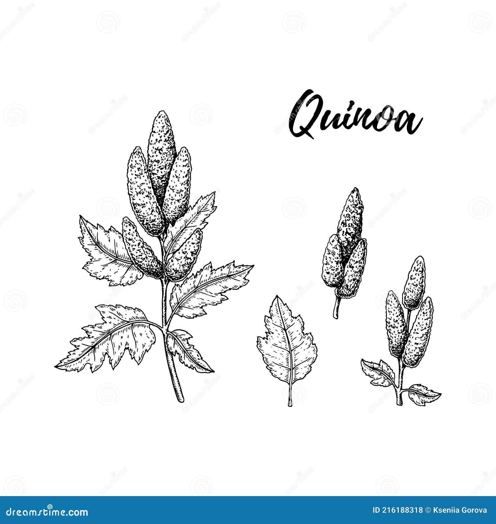 Set of Hand Drawn Quinoa Design Elements Isolated on White Background ...