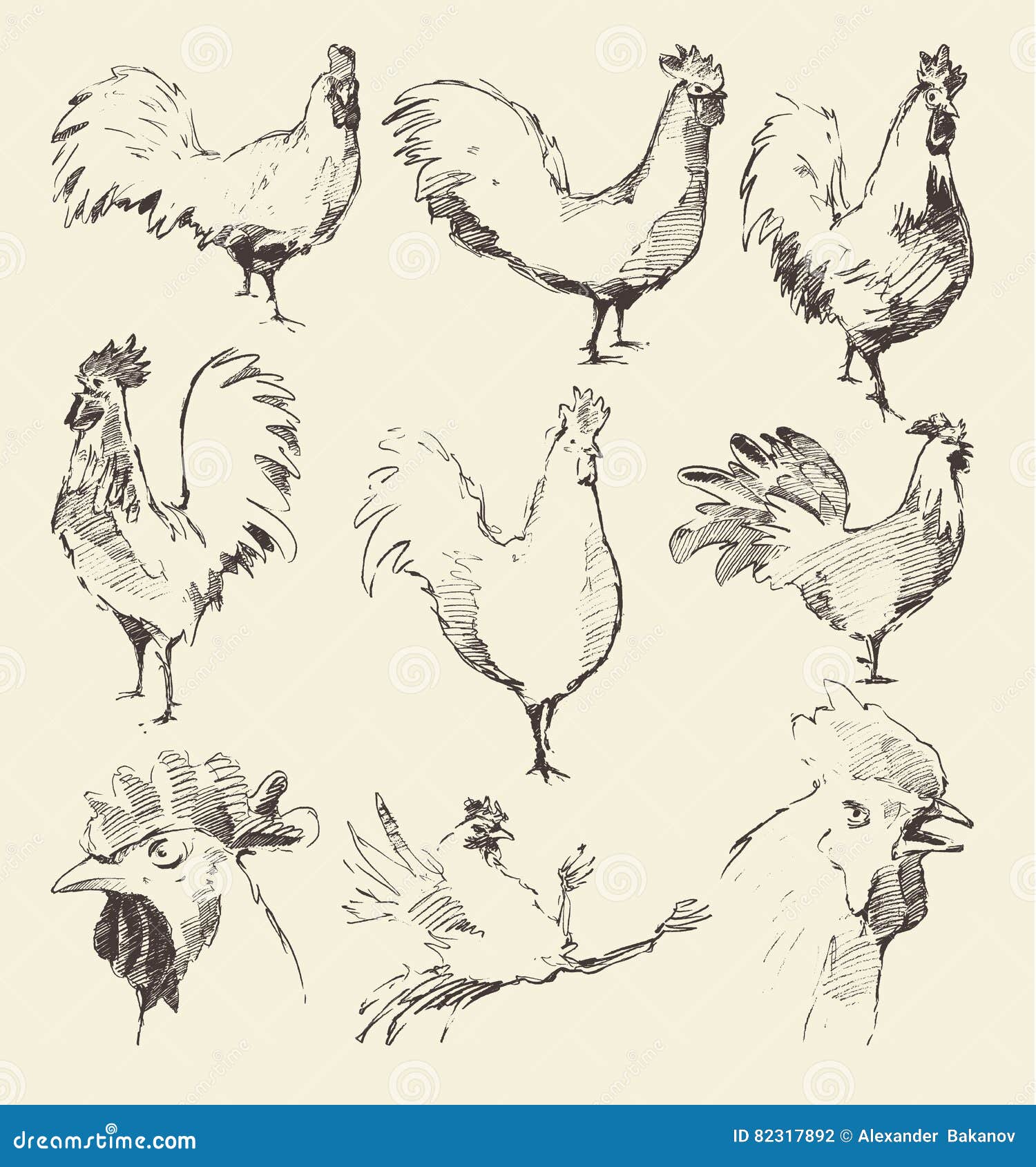 Roosters Vector Hand-drawn Illustration | CartoonDealer.com #107622357