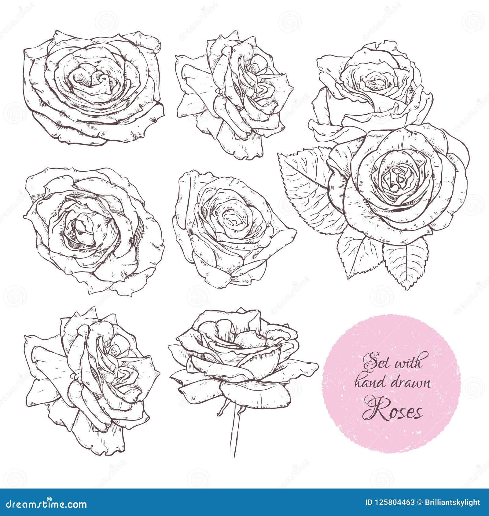 Set with hand drawn roses stock vector. Illustration of blossom - 125804463