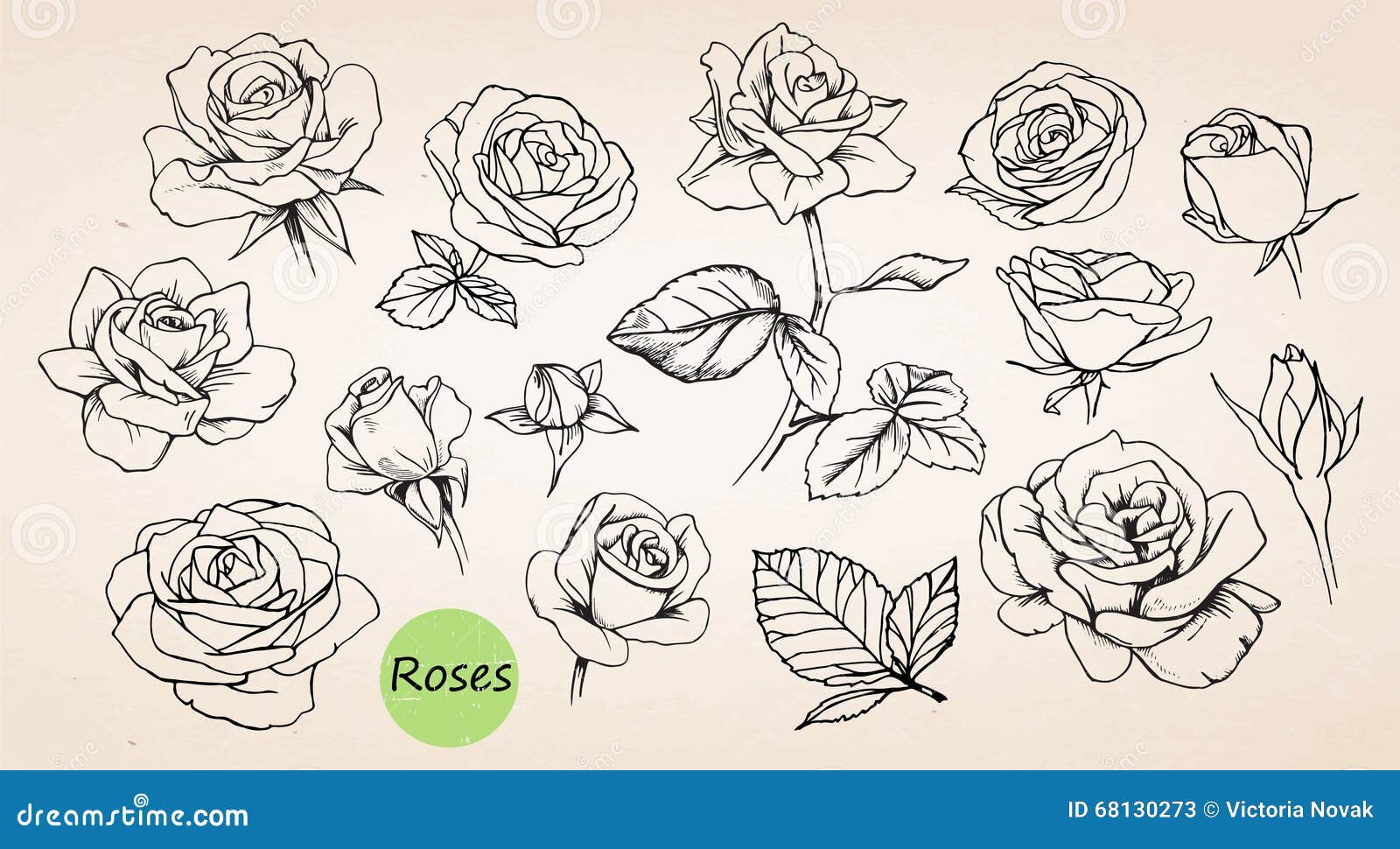 Set of hand drawn roses. stock vector. Illustration of draw - 68130273