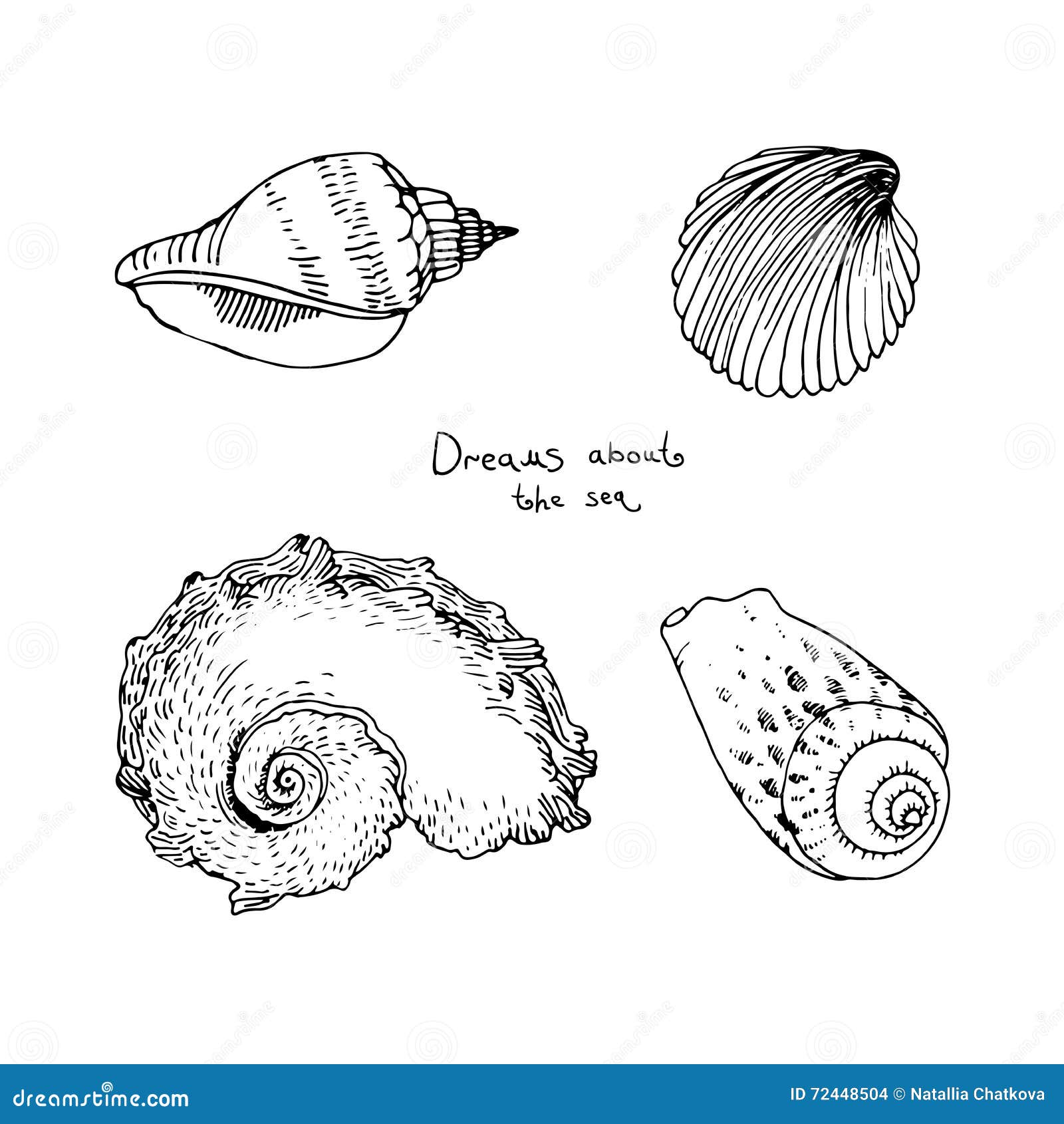 Set of Hand Drawn Sea Shells. Stock Vector - Illustration of nautical ...