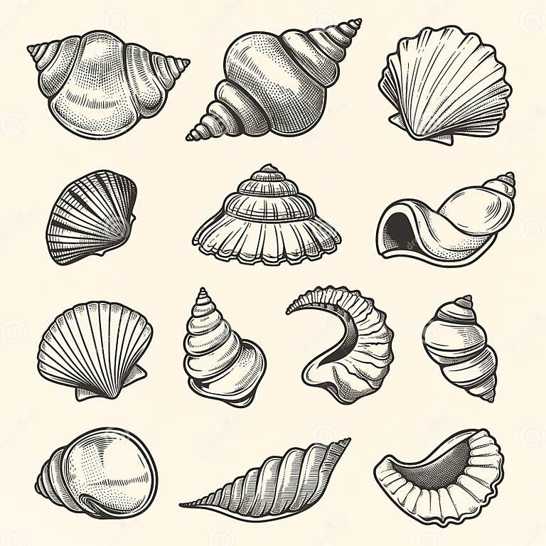 A set of hand drawn shells stock illustration. Illustration of concept ...