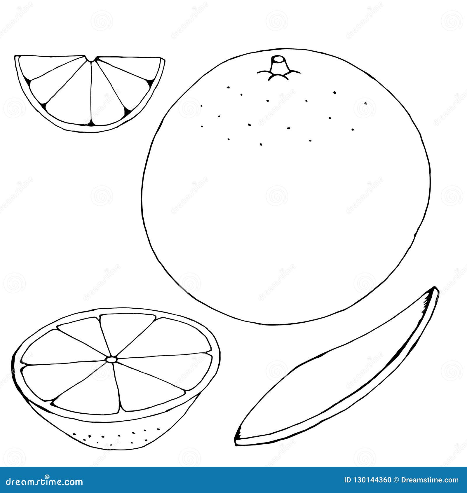Set of Hand-drawn Simple Oranges Uncolored Stock Vector - Illustration ...