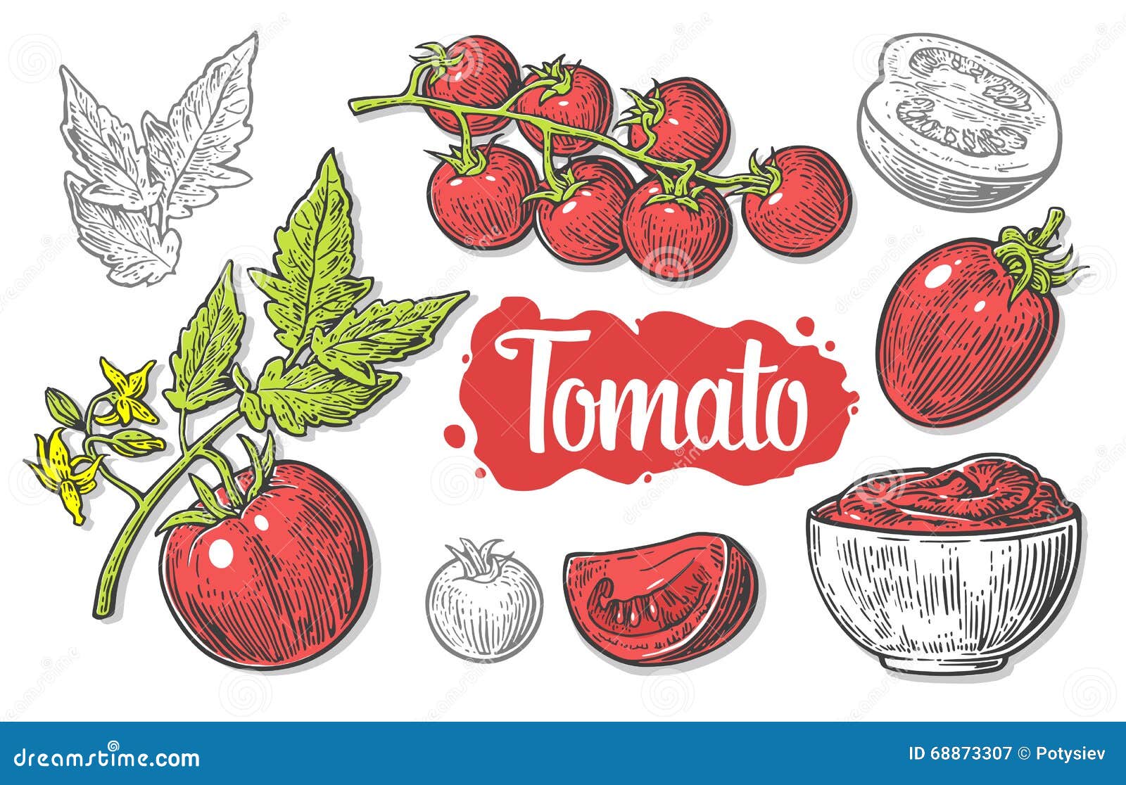 Set of Hand Drawn Tomatoes Isolated on White Background. Tomato, Half ...