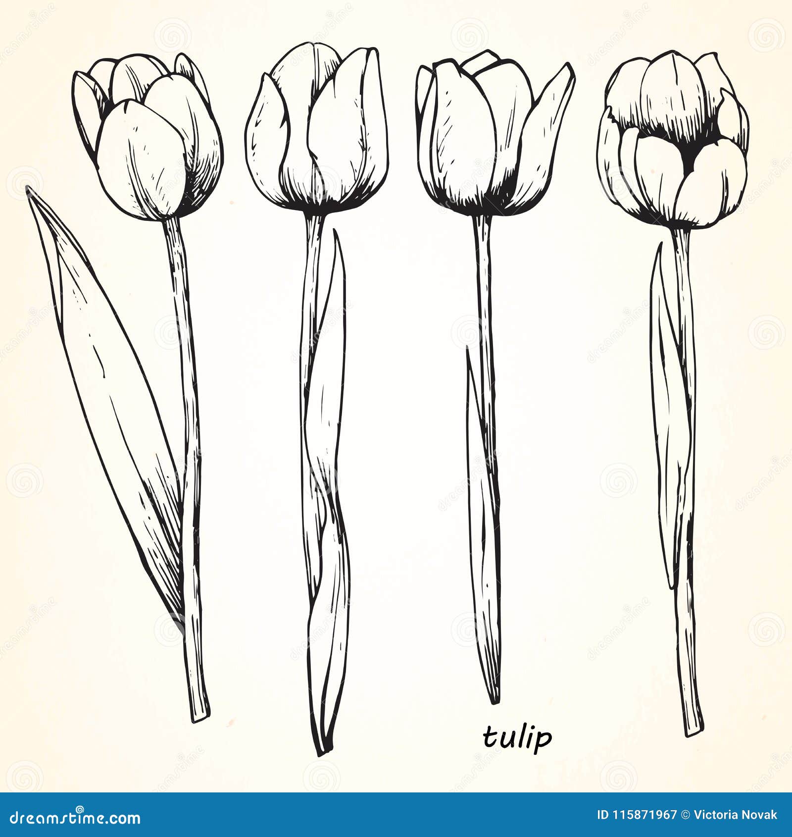Set of Hand-drawn Tulips, Vector Stock Vector - Illustration of ...