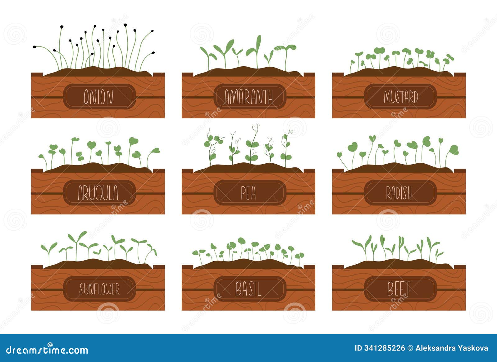 Set of Hand Drawn Various of Sprouts, Microgreens Growing in a Wooden ...