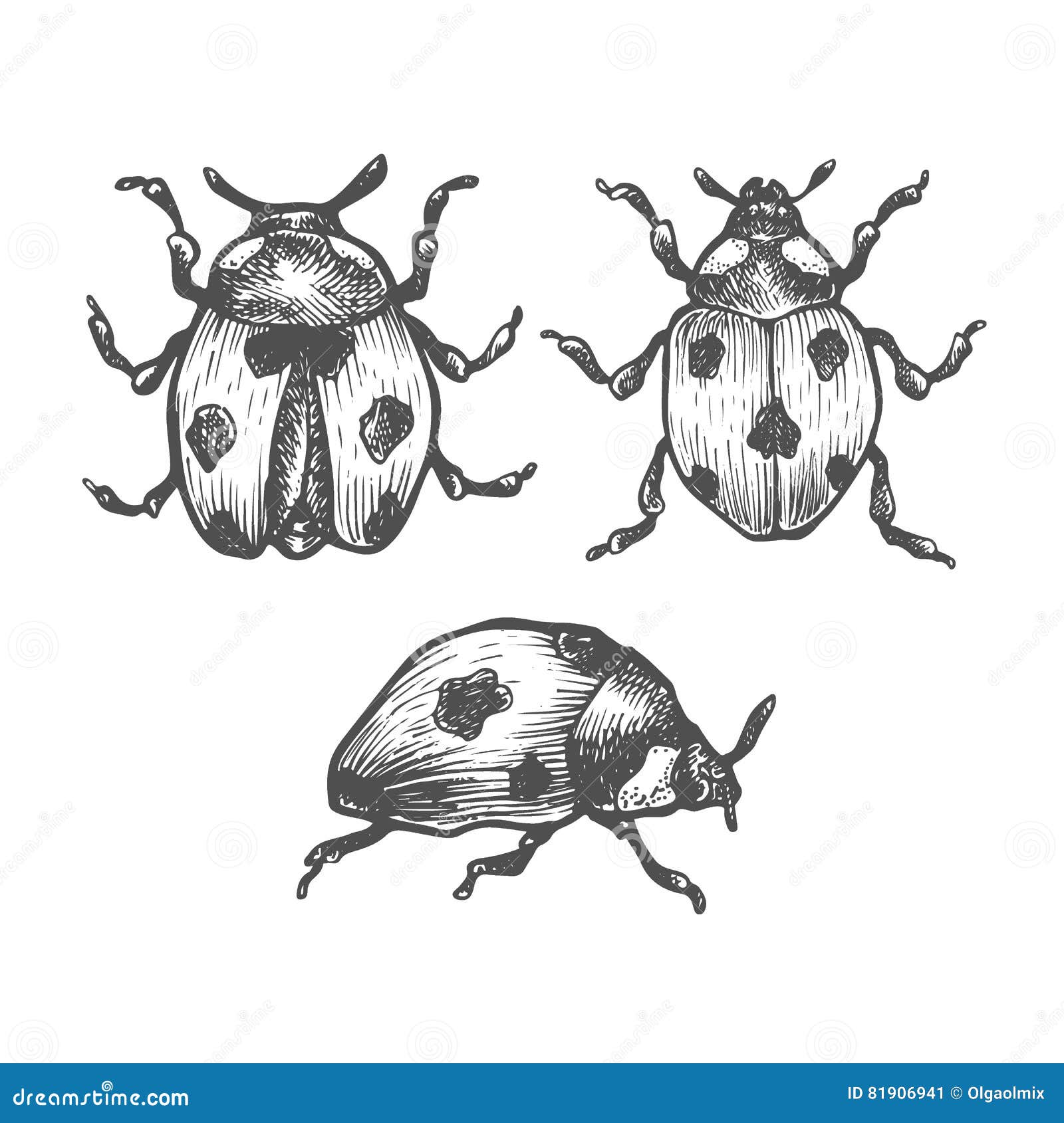 Set of Hand Drawn Vector Insects. Stock Vector - Illustration of ...