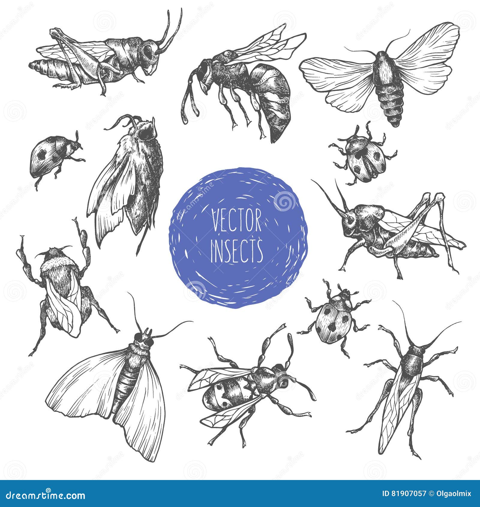 Set of Hand Drawn Vector Insects. Stock Vector - Illustration of pack ...