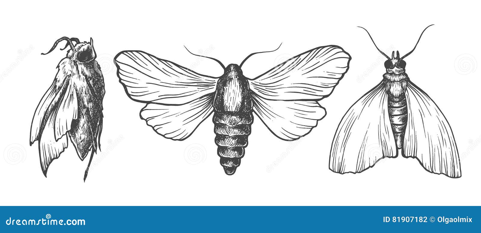 Set of Hand Drawn Vector Insects. Stock Vector - Illustration of moth ...