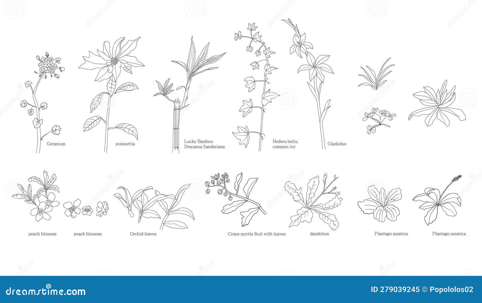 Set of Hand-drawn Vector Plant Illustrations Stock Vector ...