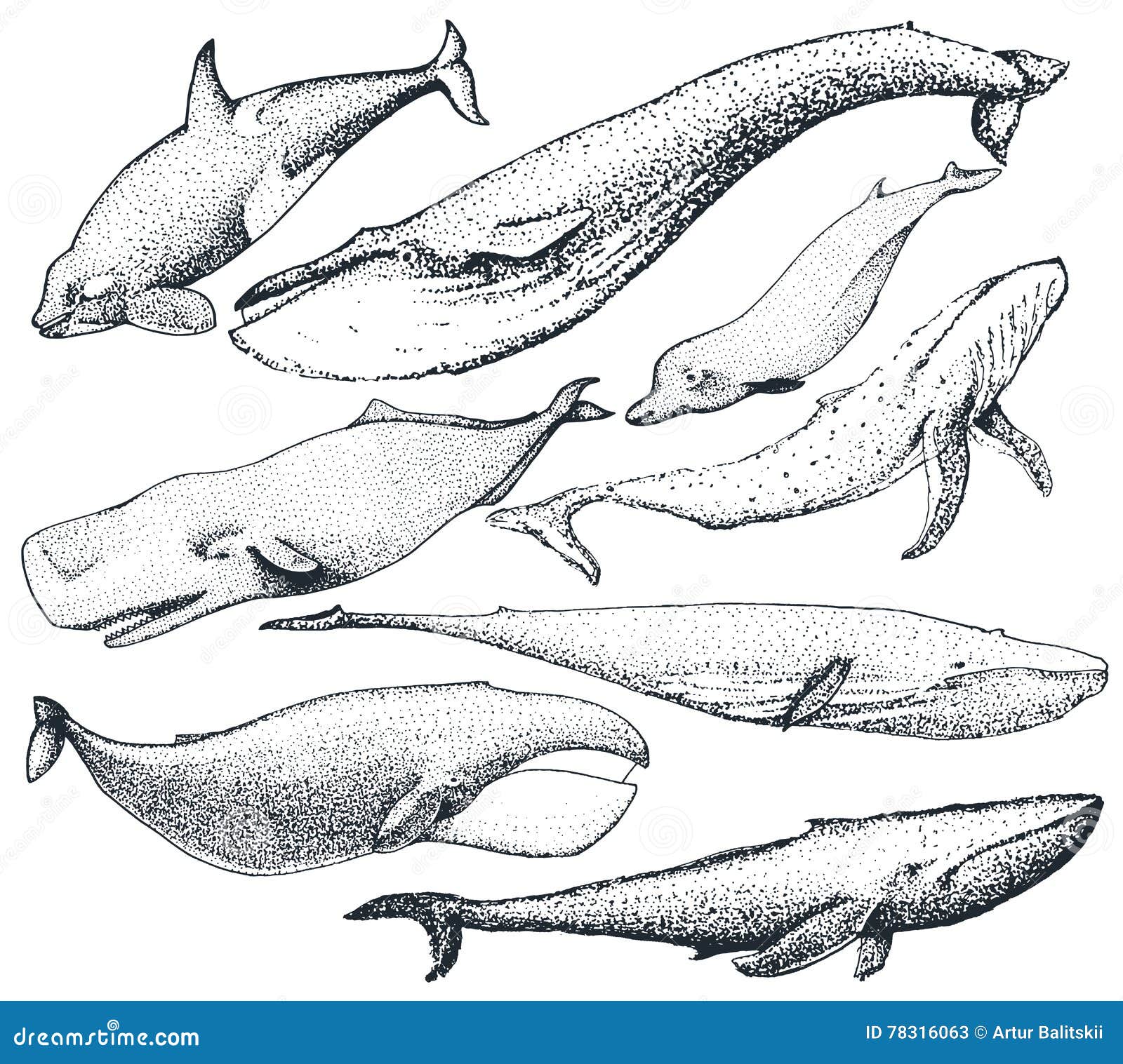 Set of hand drawn whales stock vector. Illustration of isolated - 78316063